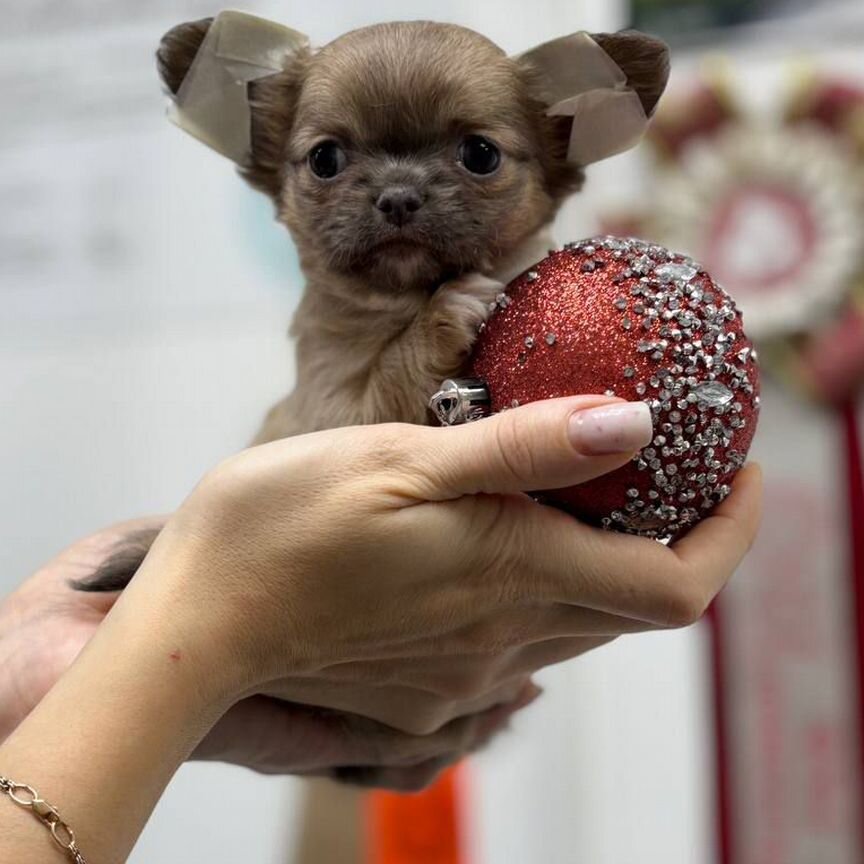 Чихуахуа, щенок