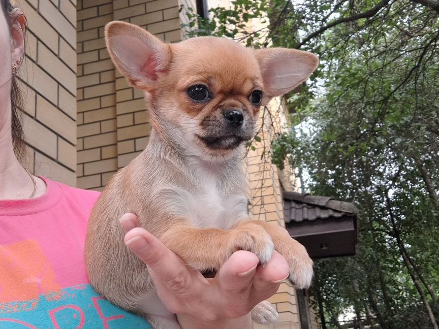 Гладкошерстные чихуахуа