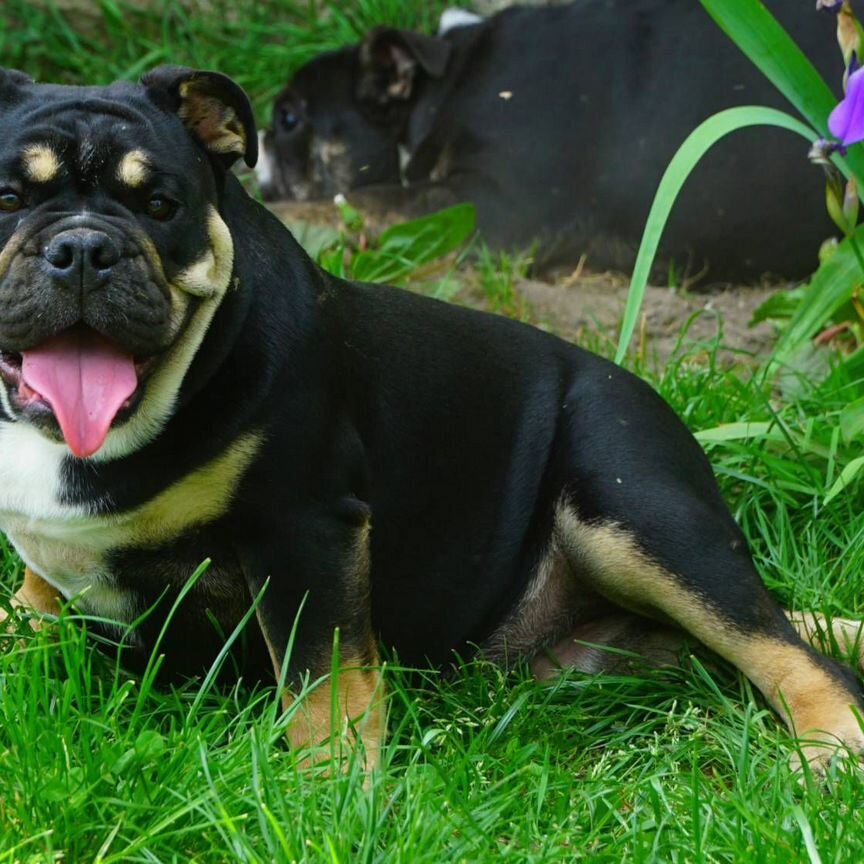 Английский бульдог