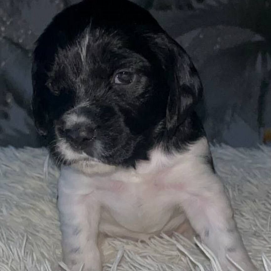 Продажа щенков русского озотничего спаниеля