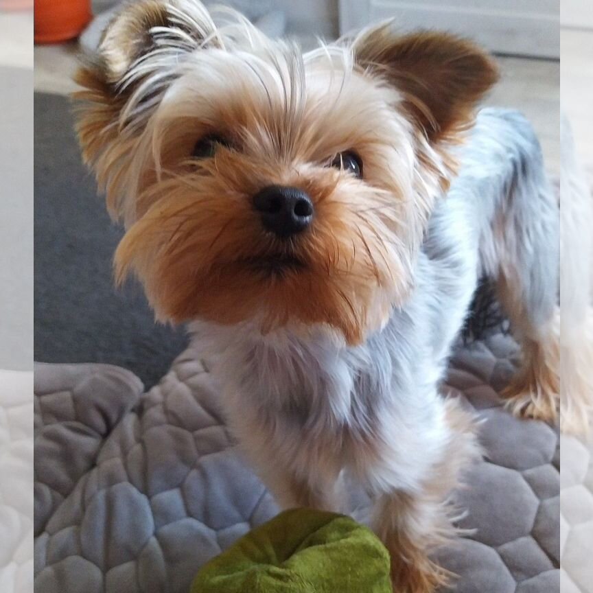 Йоркширский терьер вязка мальчик