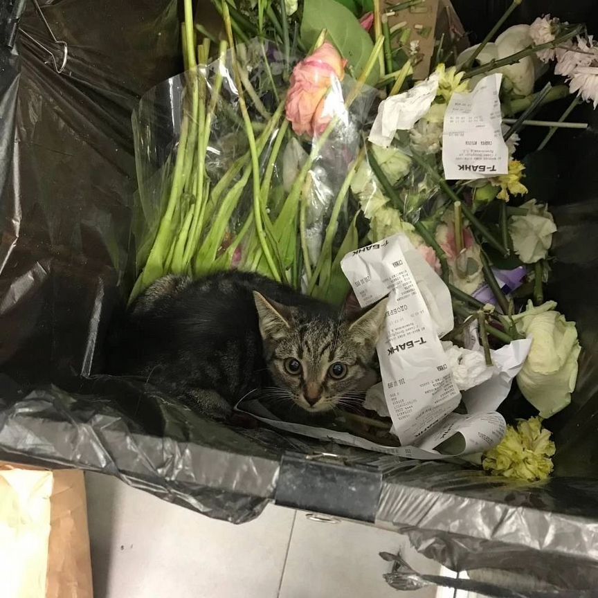 Котенок забежал в магазин