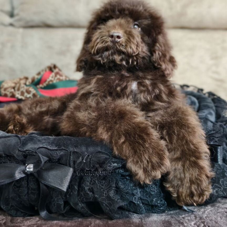 Той-пудель, щенок