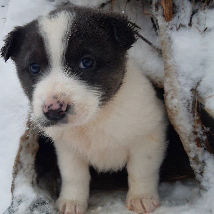 Щенок в добрые руки