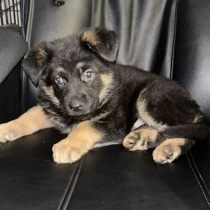 Немецкая овчарка, щенок