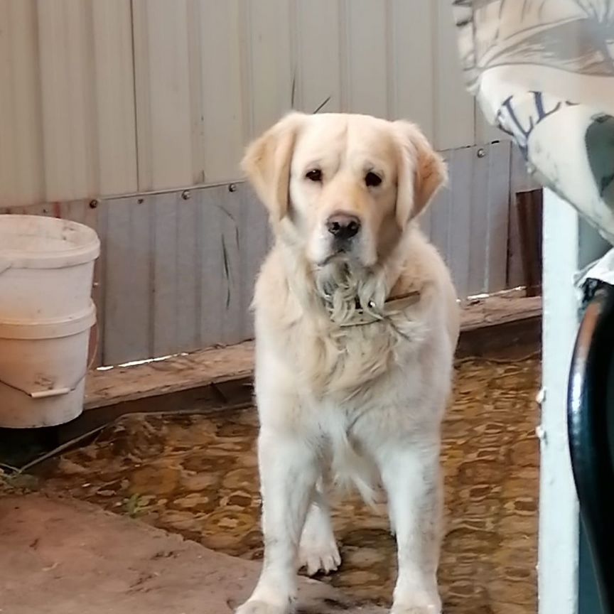 Домашние животные собаки