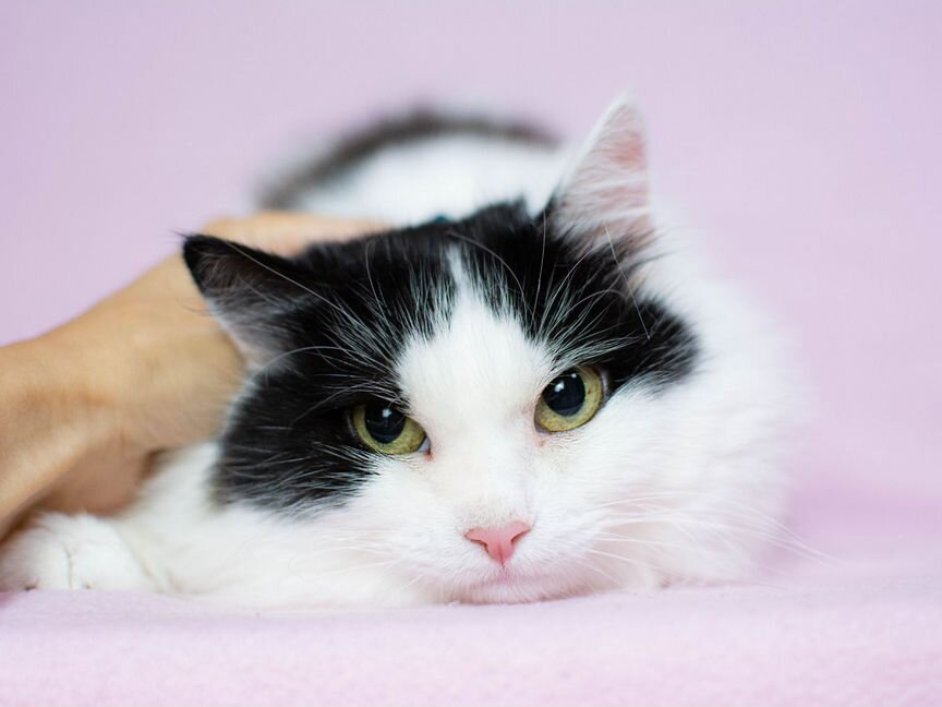 Пушистая ласковая кошечка Царевна ищет дом