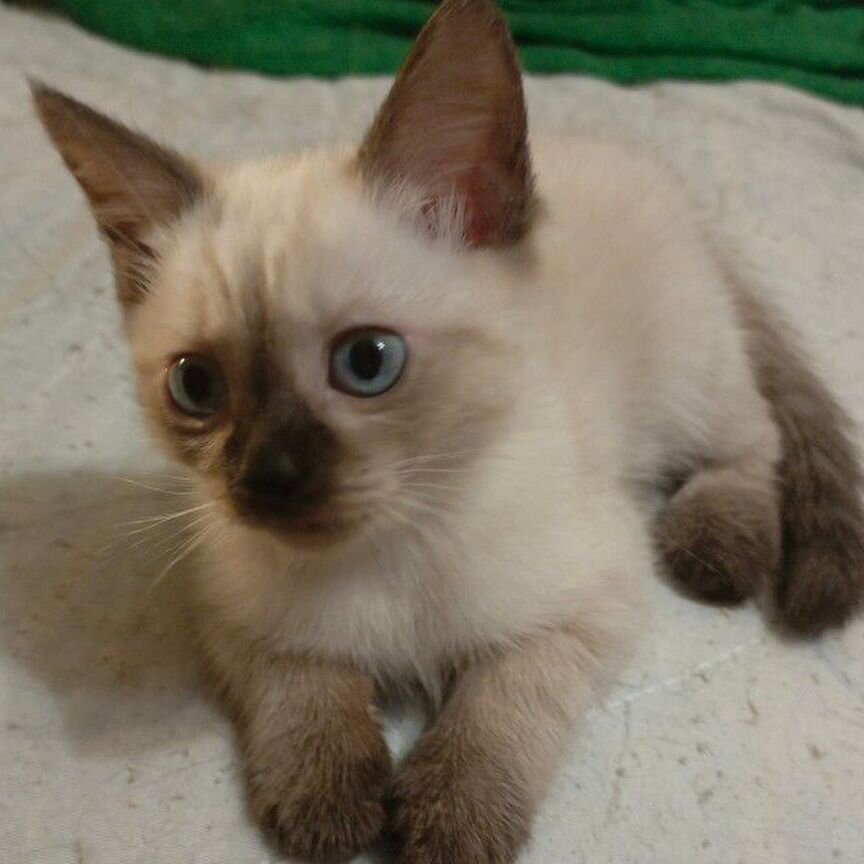 Котёнок тайский