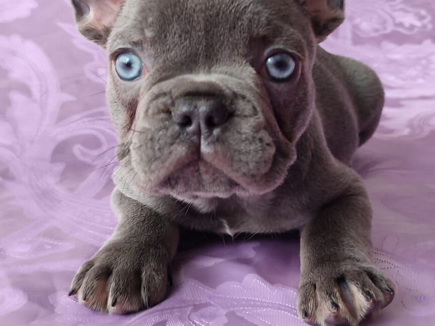 Французский бульдог