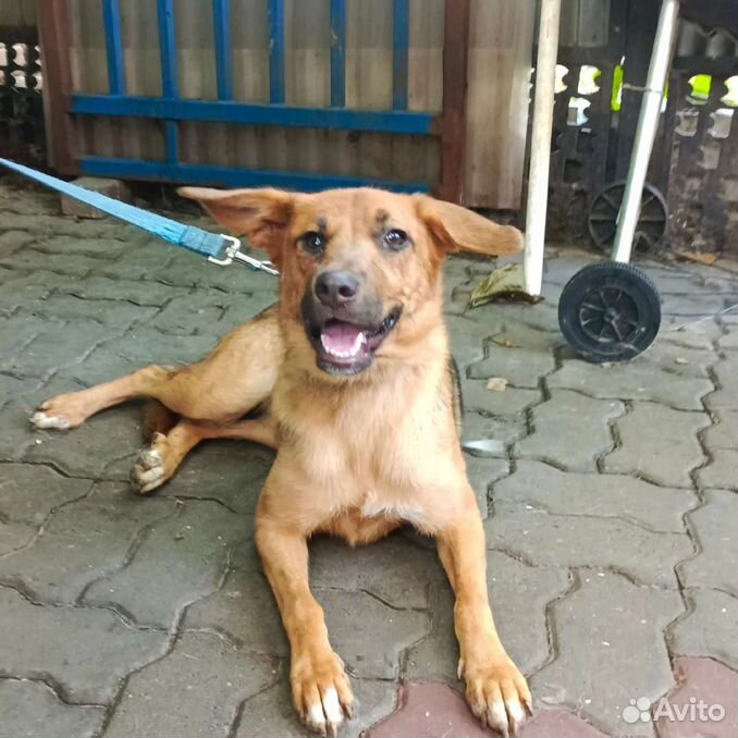 Ушастик кнопочка ищет семью