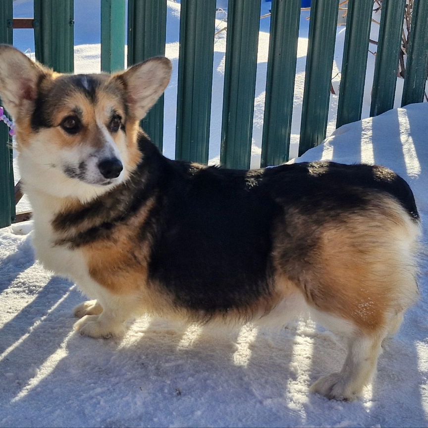 Девочка вельш корги пемборк (стерилизованная)