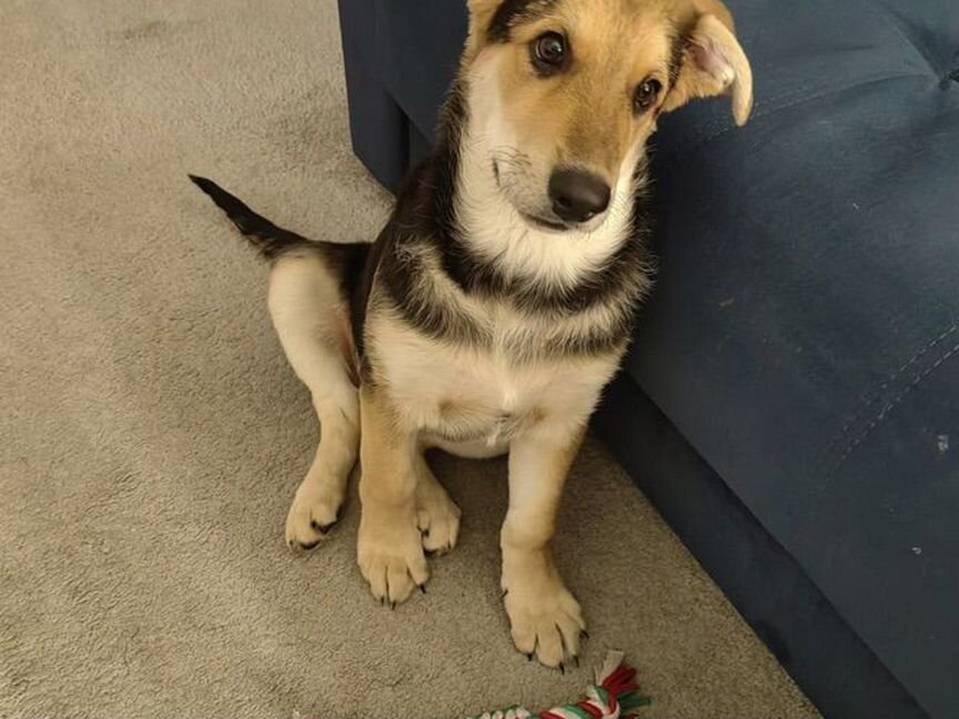 Собака в добрые руки щенок