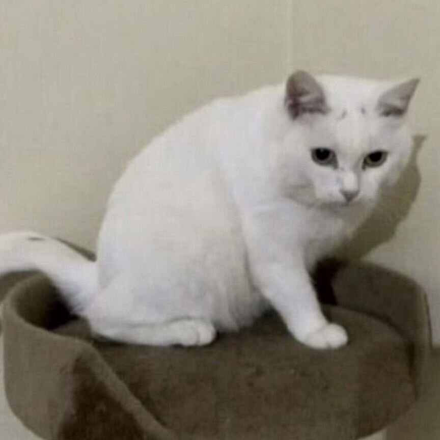 Взрослая, кошка в добрые руки