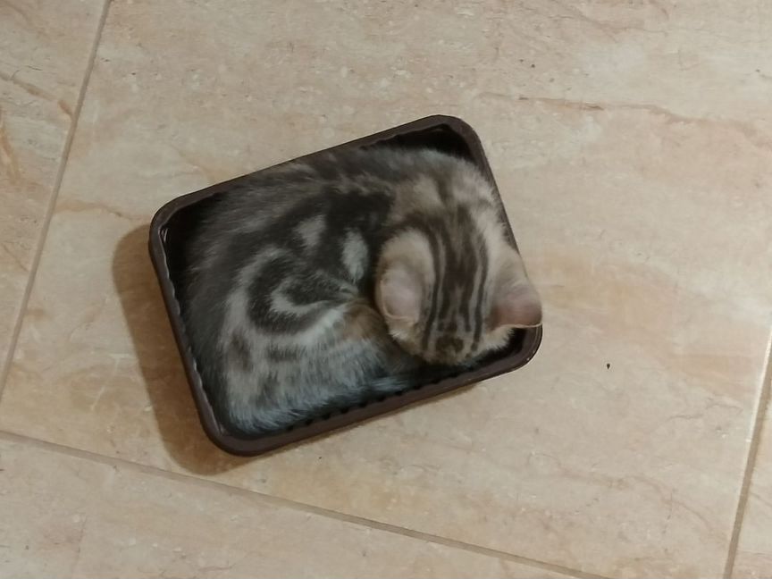 Бурундучки