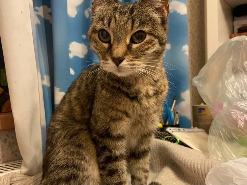 Кошечка ищет надежных родителей