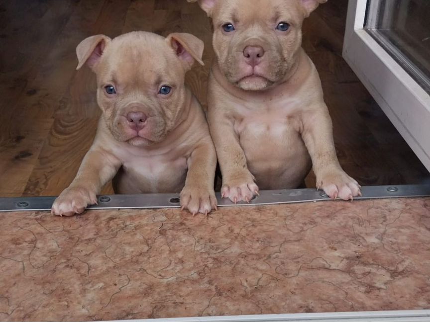 Американские булли