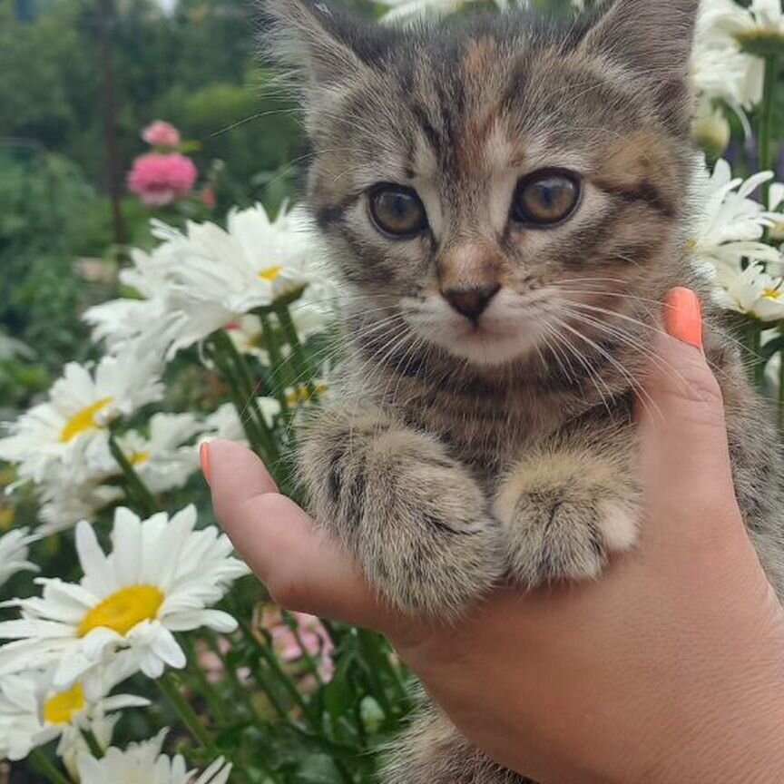 Котята в добрые руки игровой комплекс в подарок