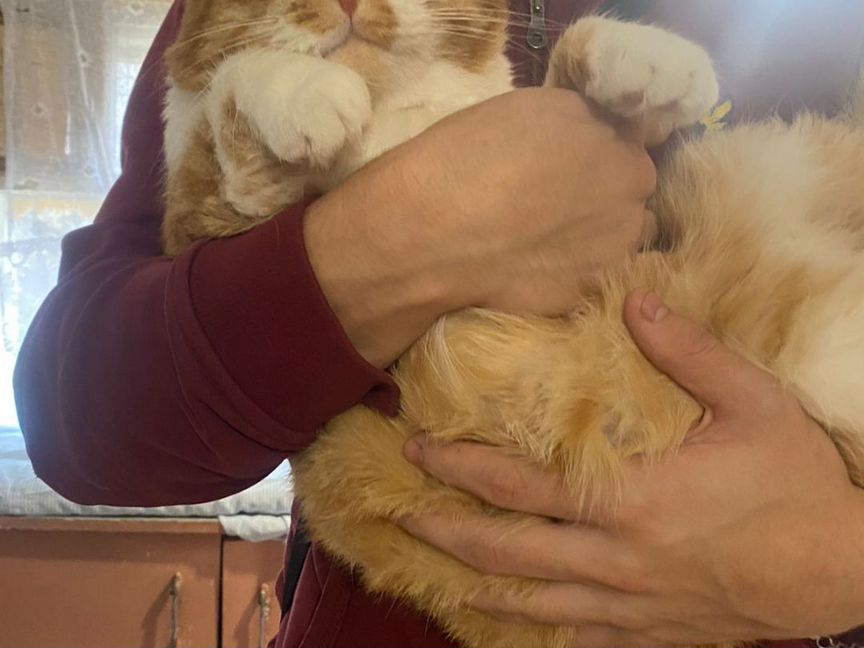 Котик ищет дом
