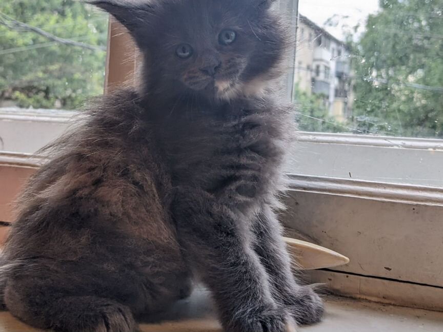 Мейн-кун котята