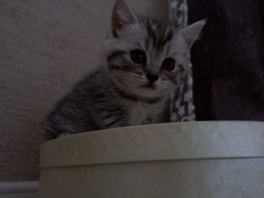 Британские котята