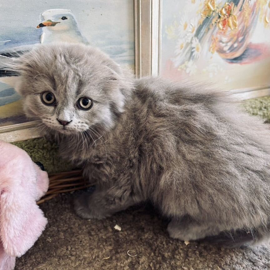 Шотландский вислоухий длинношёрстный котёнок