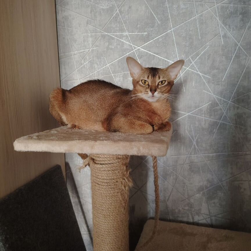 Абиссинские котята