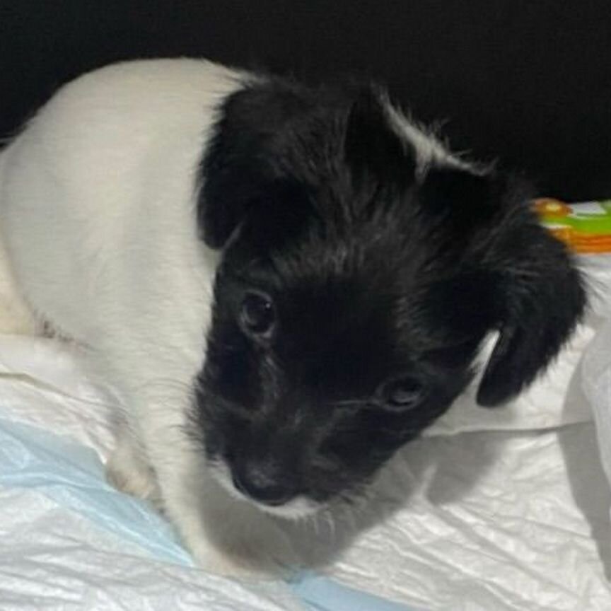 Щенок в добрые руки