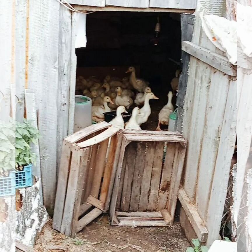 Продам утки мулард и агидель