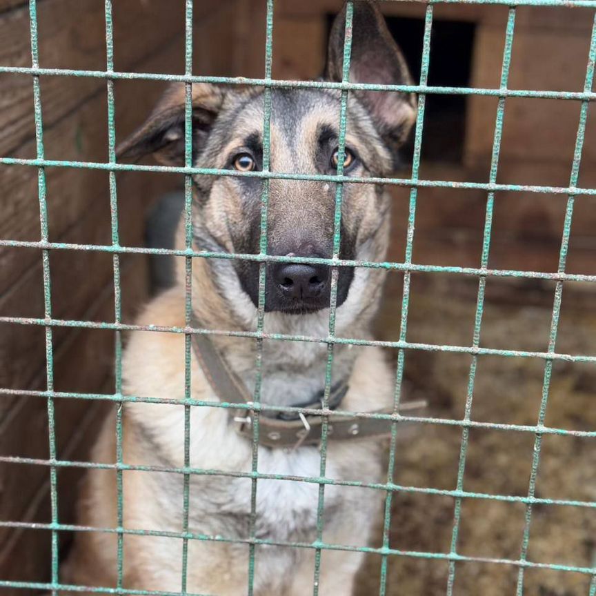 Собака в добрые руки отдам бесплатно