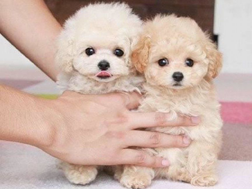 Мини мальтипу/помапуF1