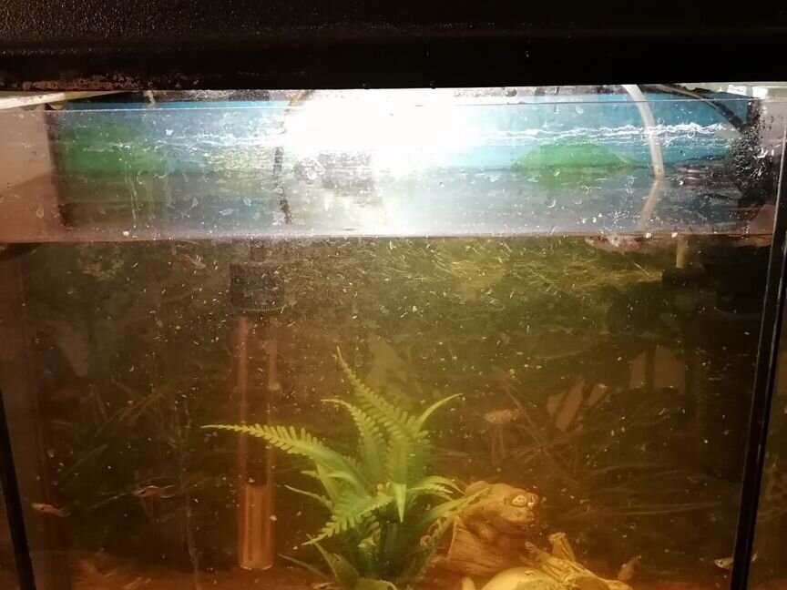 Аквариумные рыбки