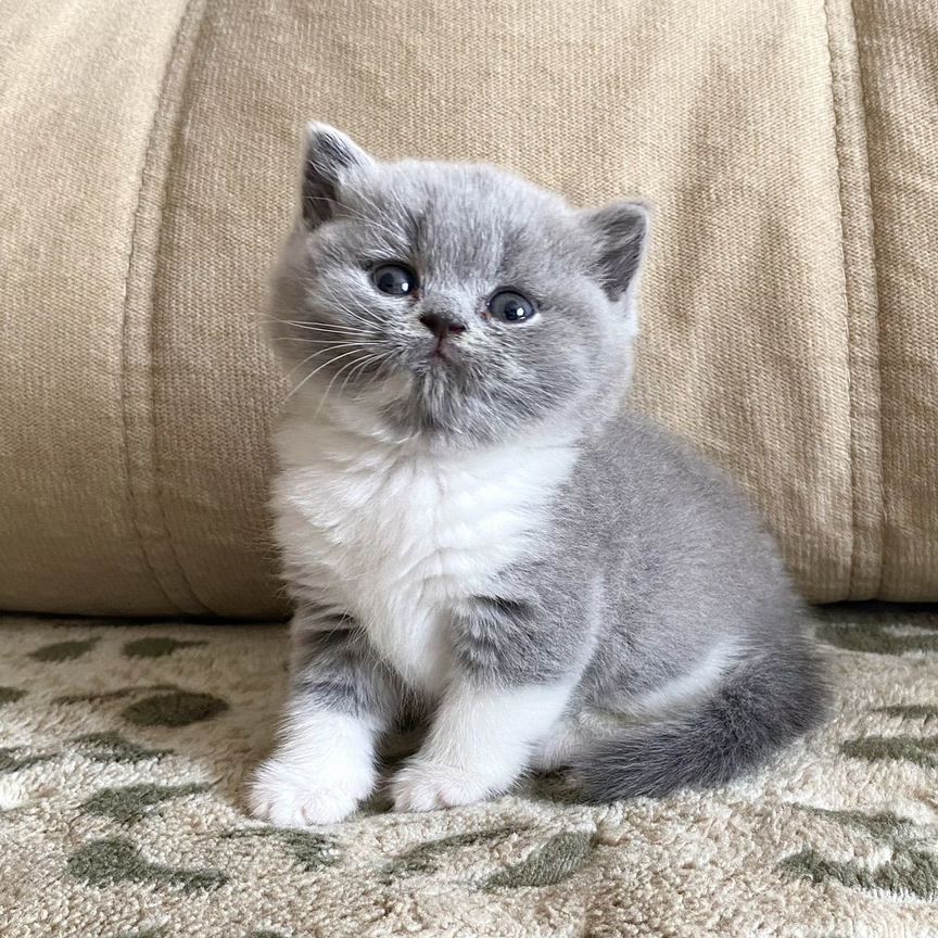 Британская красота