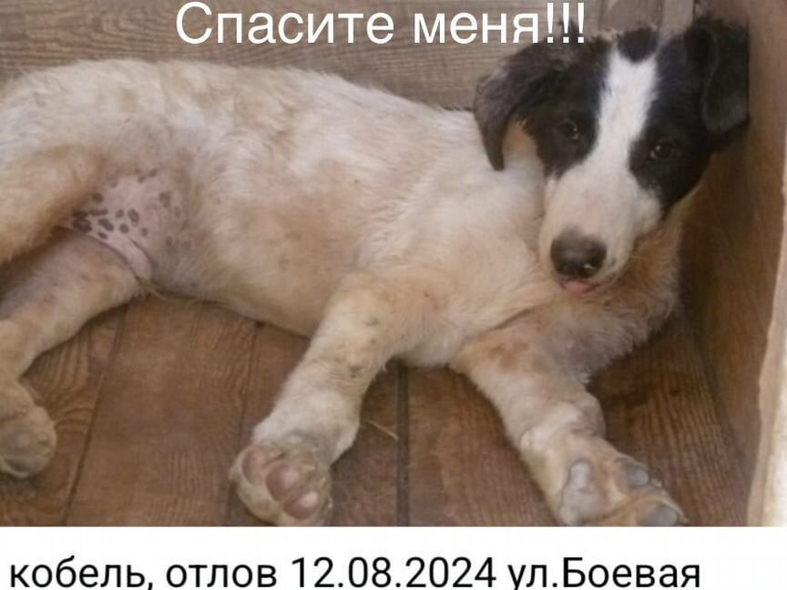 Собака в добрые руки