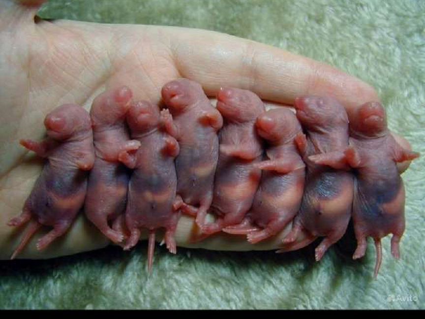 Мыши для корма рептилиям