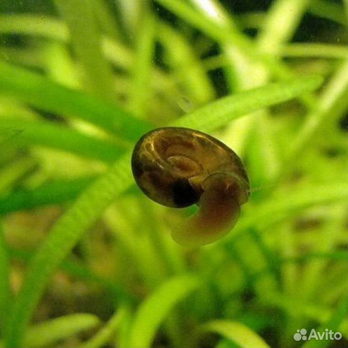 Отдам улиток