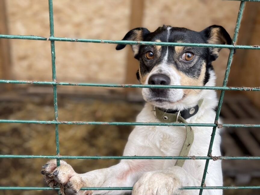 Макс ищет дом