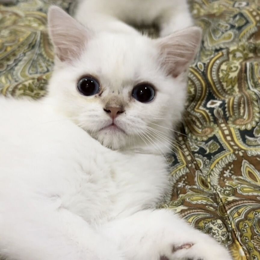 Шотландский котик
