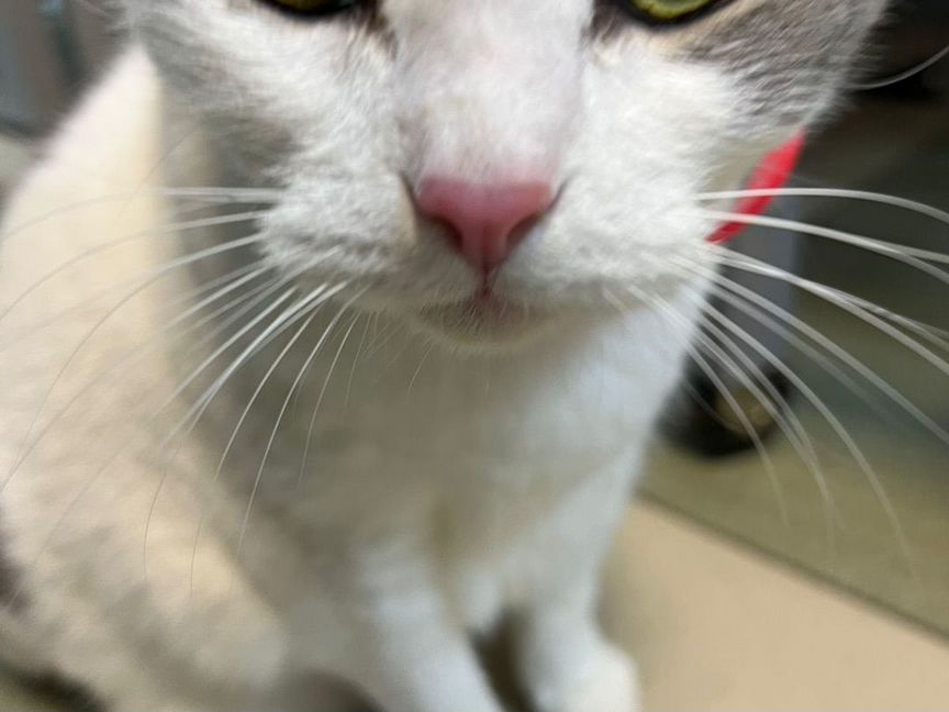 Кошка