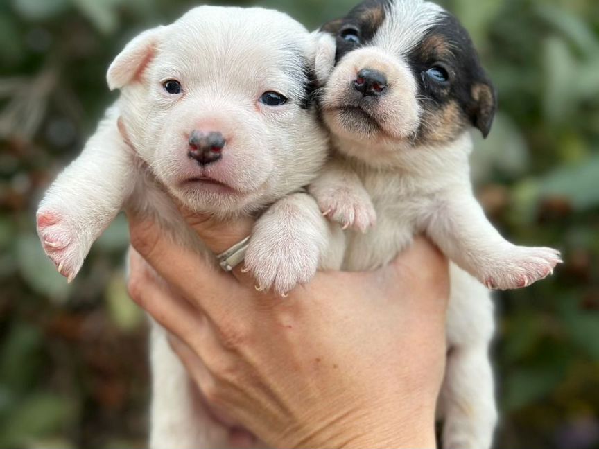 Высокопородистые девочки Джека