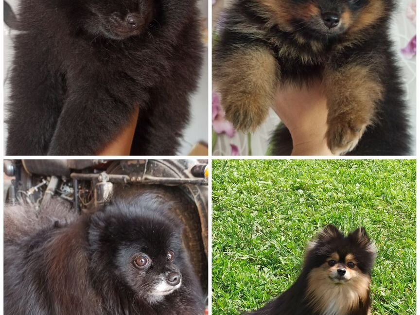 Щенки шпица со всеми документами