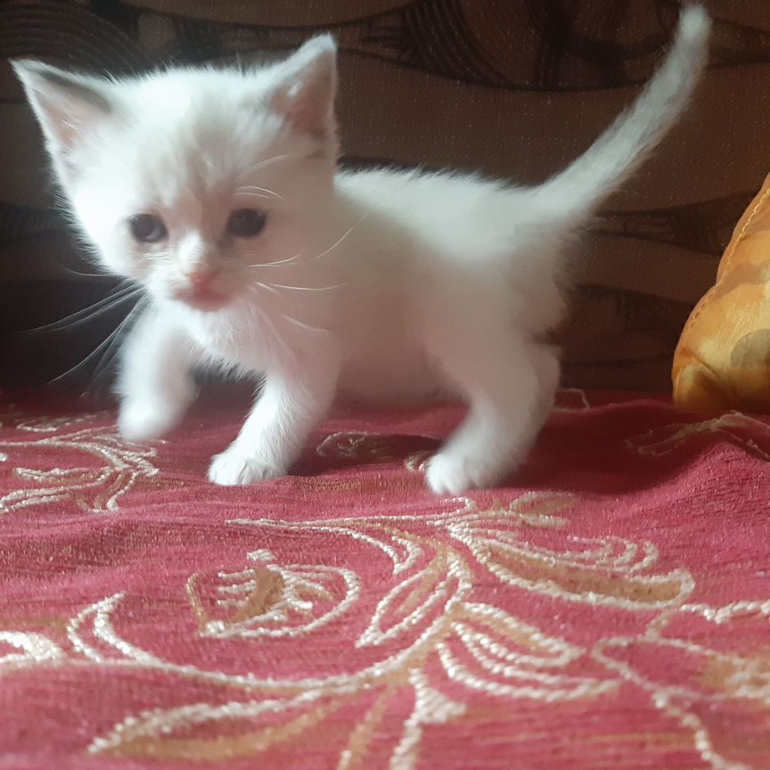 Озорная котейка