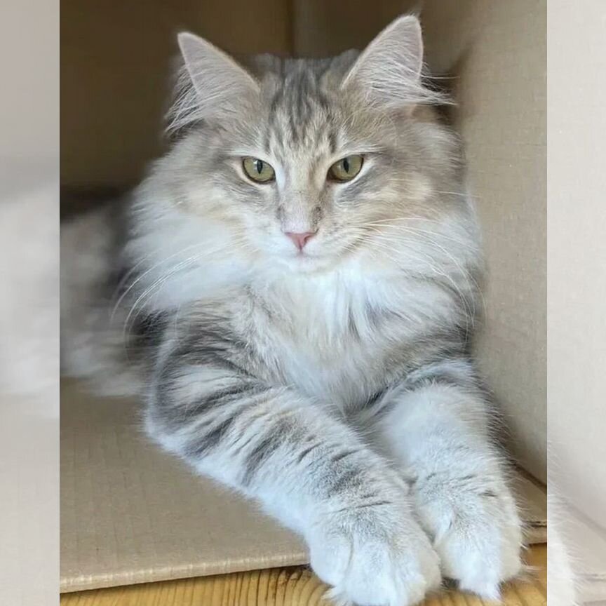 Сибирская кошка, взрослая