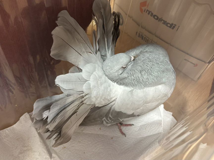 Голубь -павлин в добрые руки