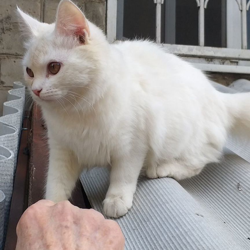 Котята в добрые руки бесплатно девочка