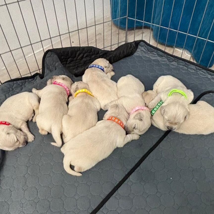 Золотистый ретривер, щенок