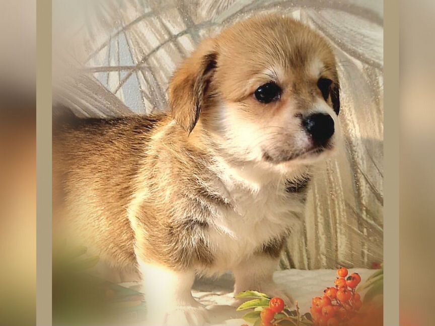 Щенки Вельш Корги Пемброк