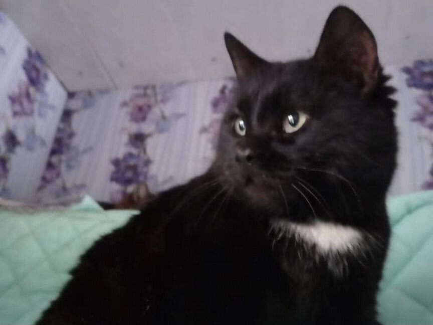 Кошка