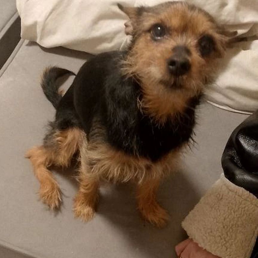 Взрослый пёс в добрые руки