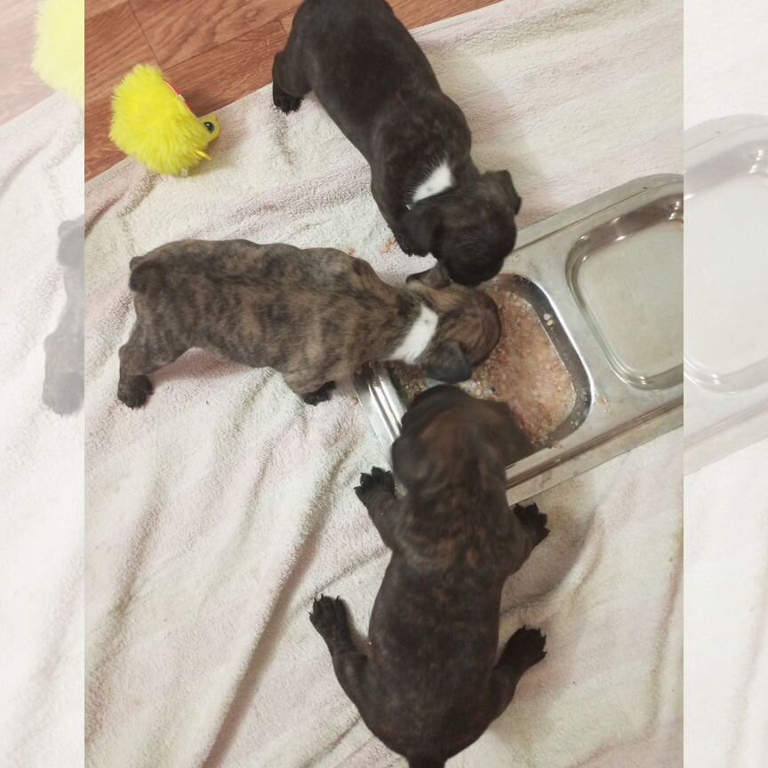 Французский бульдог, щенок