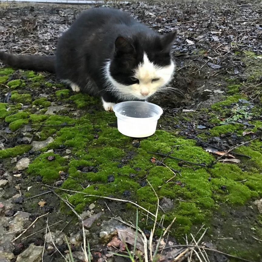 Кошечка бездомная в добрые руки